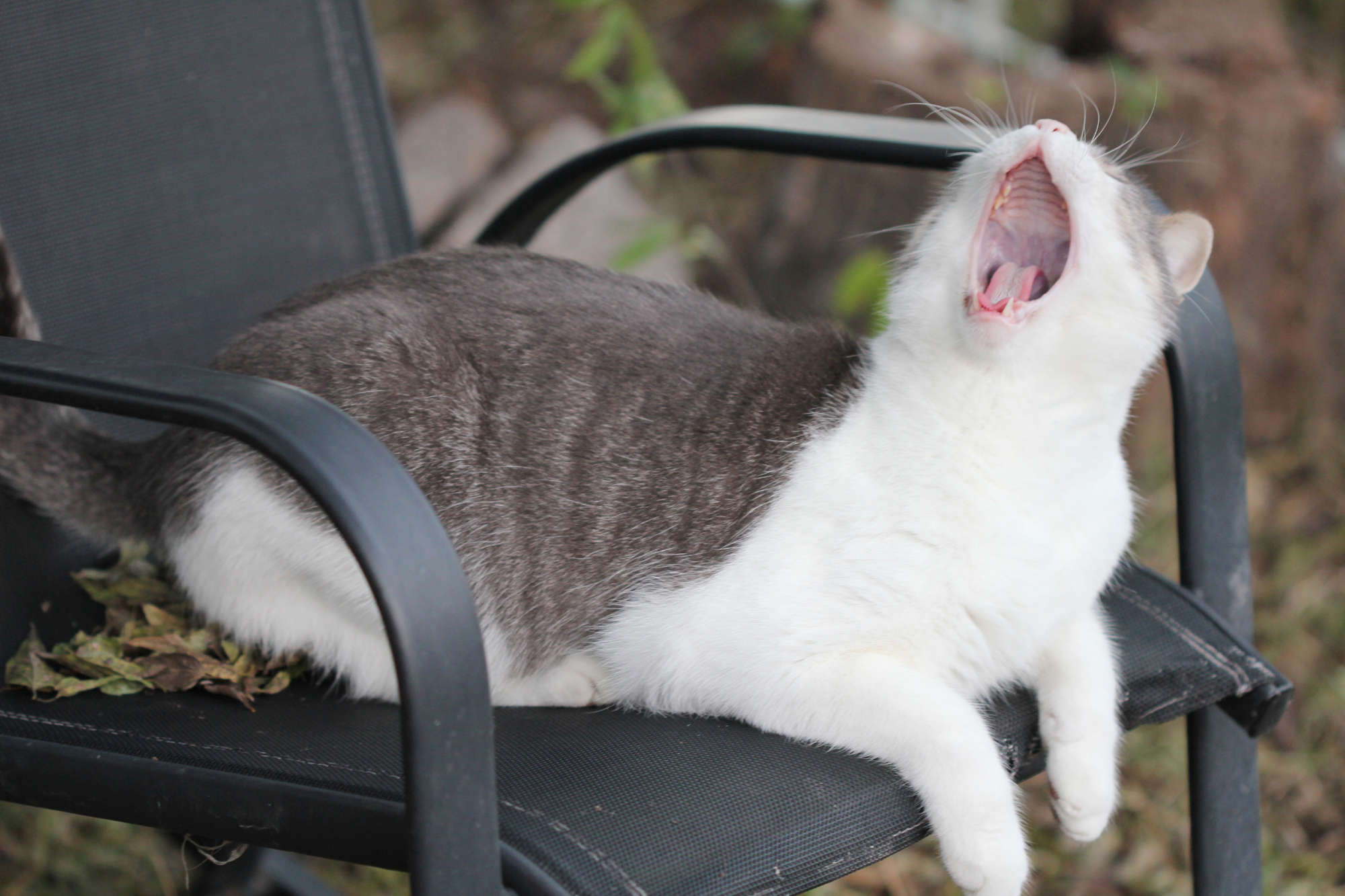 Photos – Ellen Chen